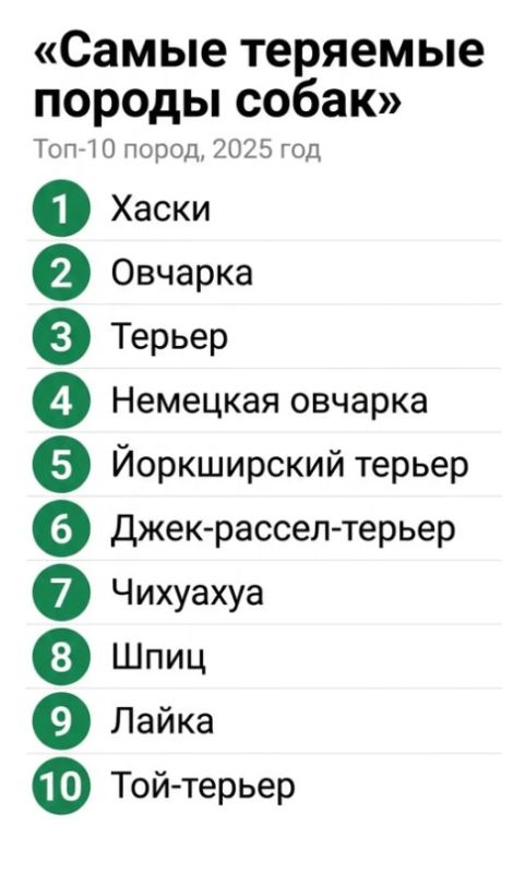 Муся, Барсик и Арчи теряются чаще: 355 питомцев пропали на Сахалине за ...